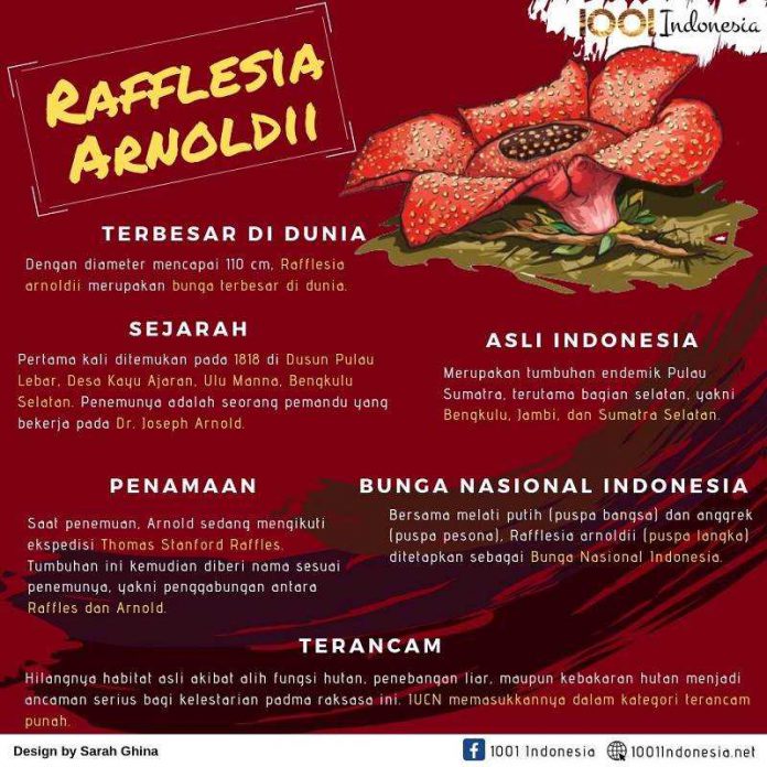 Rafflesia Arnoldii, Bunga Endemik Sumatra dan Terbesar di Dunia
