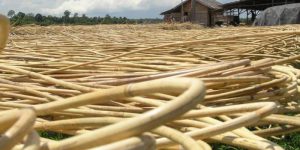 Rotan, Hasil Hutan Terpenting Setelah Kayu