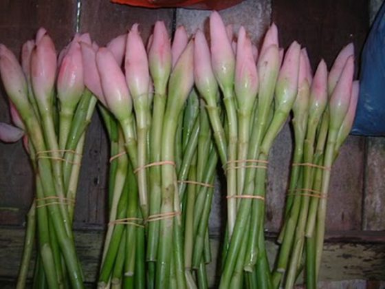 Kecombrang, Manfaat dan Khasiat Rempah Asli Nusantara