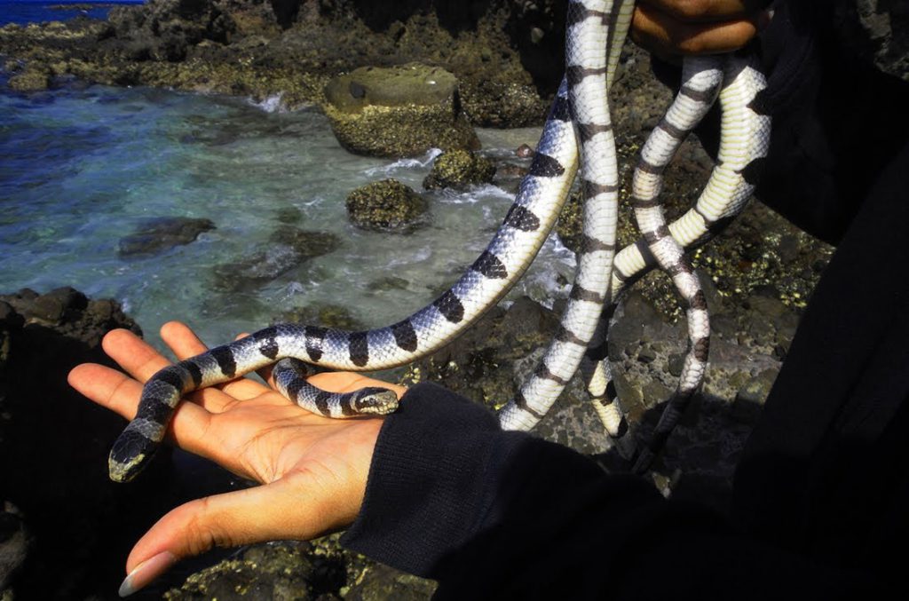 Pulau Ular di Bima, Bercengkerama dengan Ular Laut yang Berbisa
