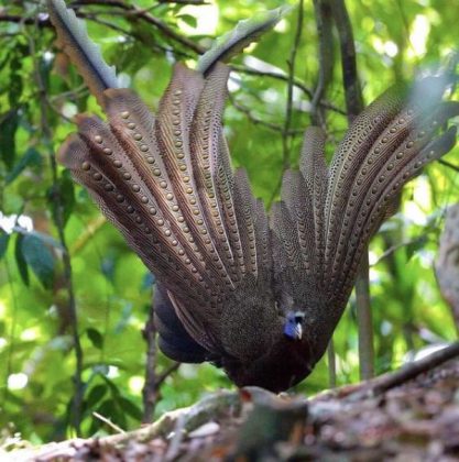 Kuau Raja, Maskot Satwa Sumbar yang Semakin Langka