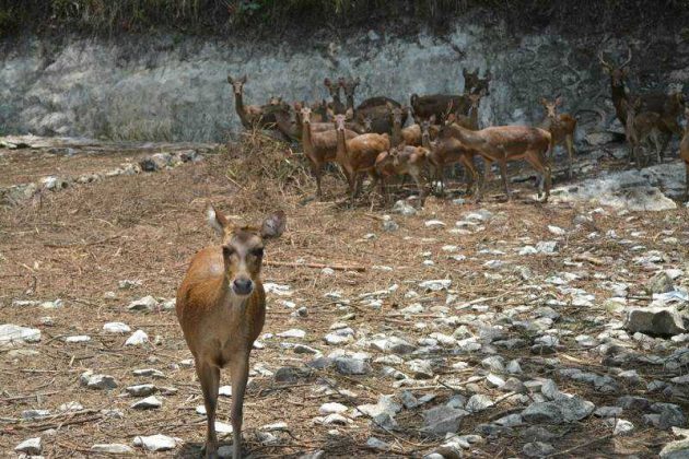Rusa Timor, Satwa Endemik Jawa dan Bali yang Semakin Langka
