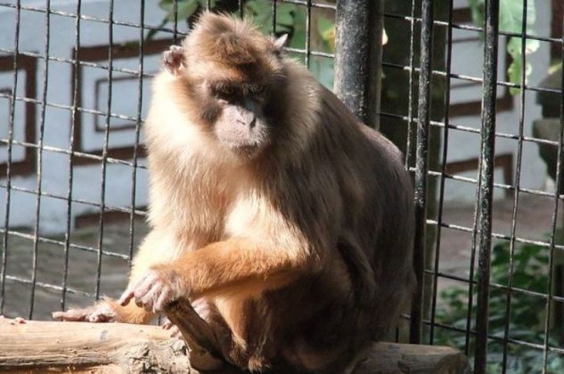 Bokoi, Beruk Endemik Kepulauan Mentawai