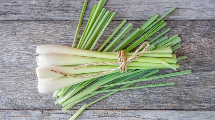 Serai, Batang Tanaman Penambah Aroma pada Masakan