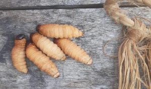 Ulat Sagu, Kuliner Khas Papua yang Bergizi Tinggi