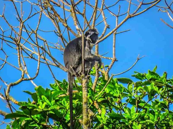 Mengenal Lutung Jawa yang Terancam Punah
